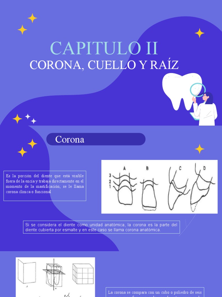 Anatomía de la Corona Dental | PDF | Boca