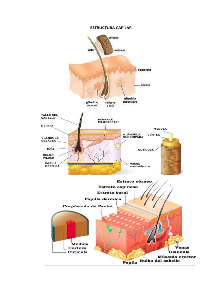 Estructura Capilar 11 | PDF