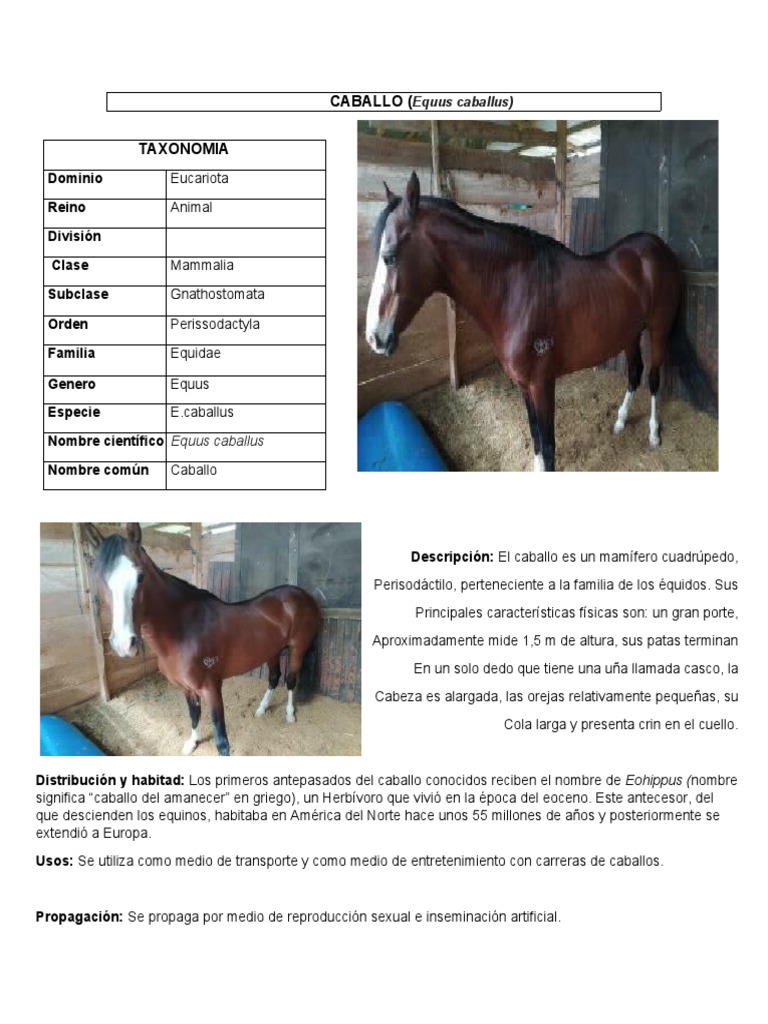 CABALLO | PDF