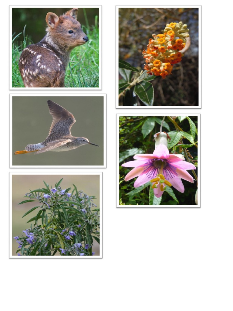 Fauna y Flora - Puno | PDF