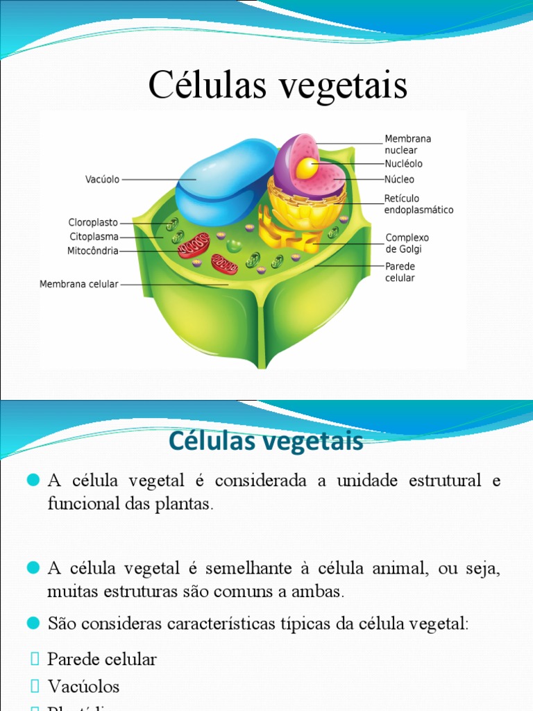 Slide - Aula 2 - Anatomia Vegetal | PDF | Parede celular | Célula ...