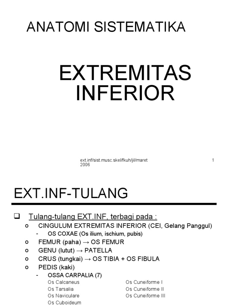 Extremitas Inferior | PDF | Foot | Limbs (Anatomy)