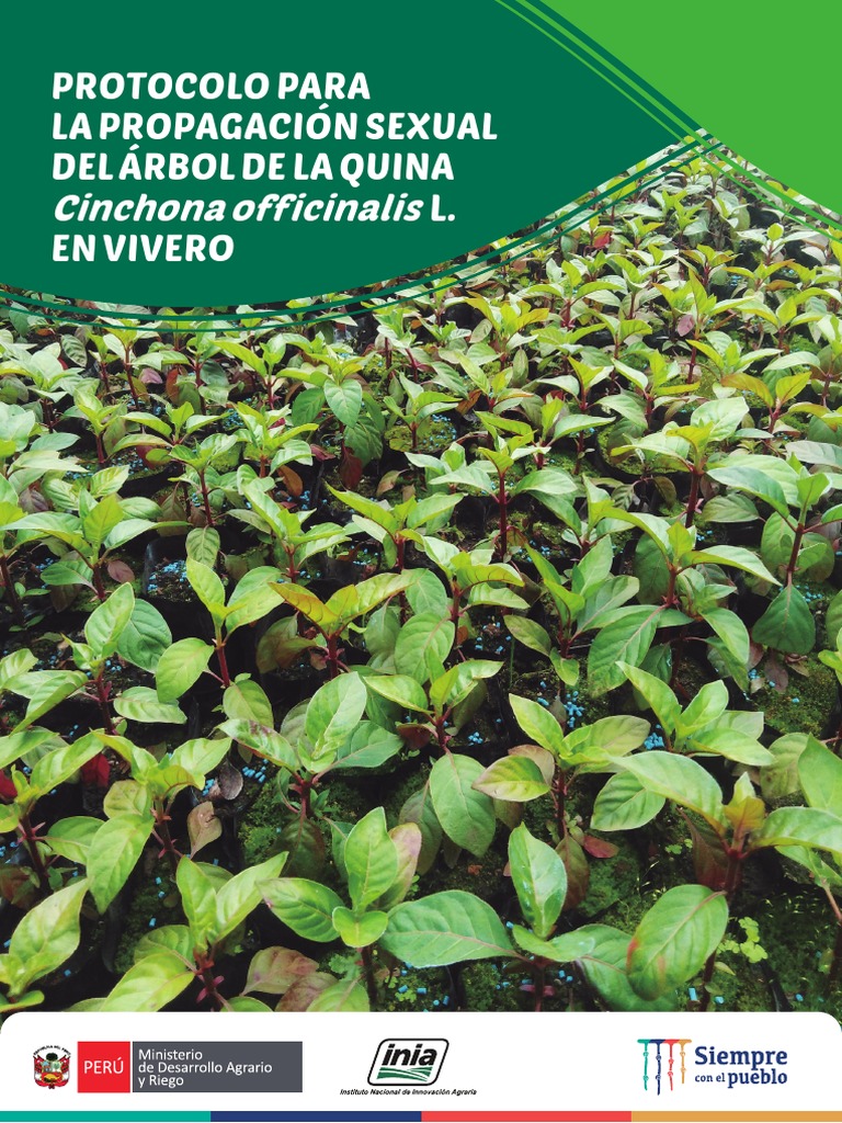 ARBOL DE QUINA, MALARIA MOSQUITOS Protocolo para Laropagación Sexual ...