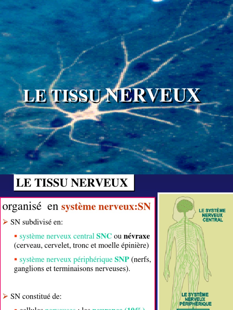 4-Tissu Nerveux 4 | PDF | Synapse | Neurone