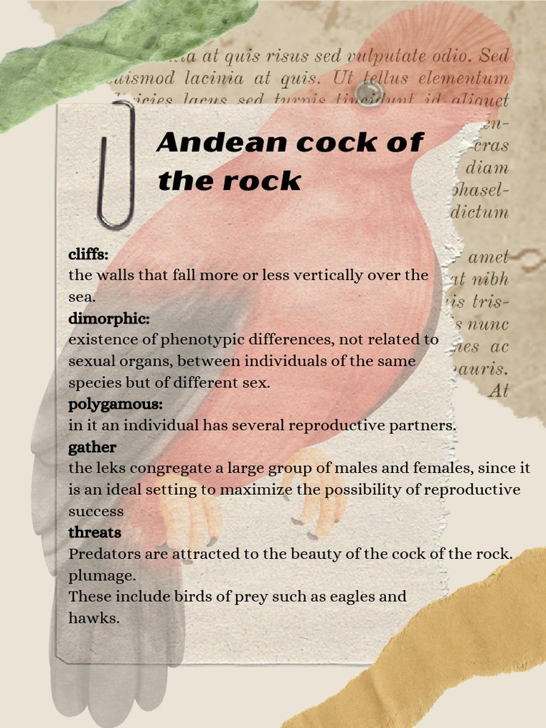 Andean Cock of The Rock | PDF