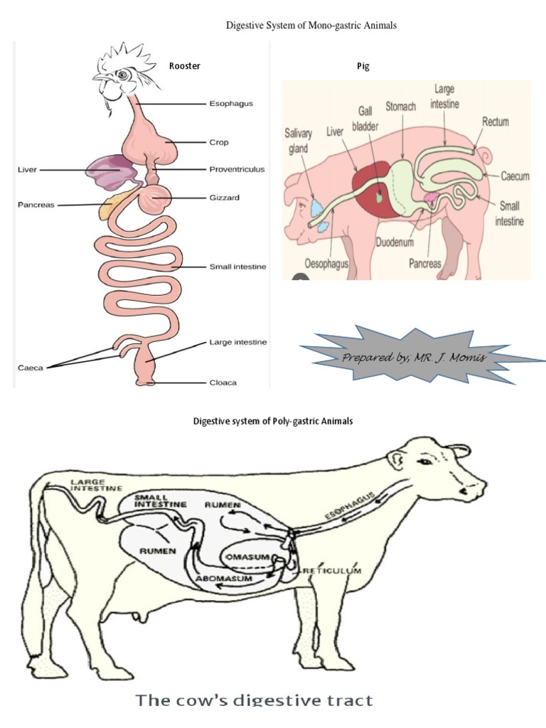 Digestive System | PDF