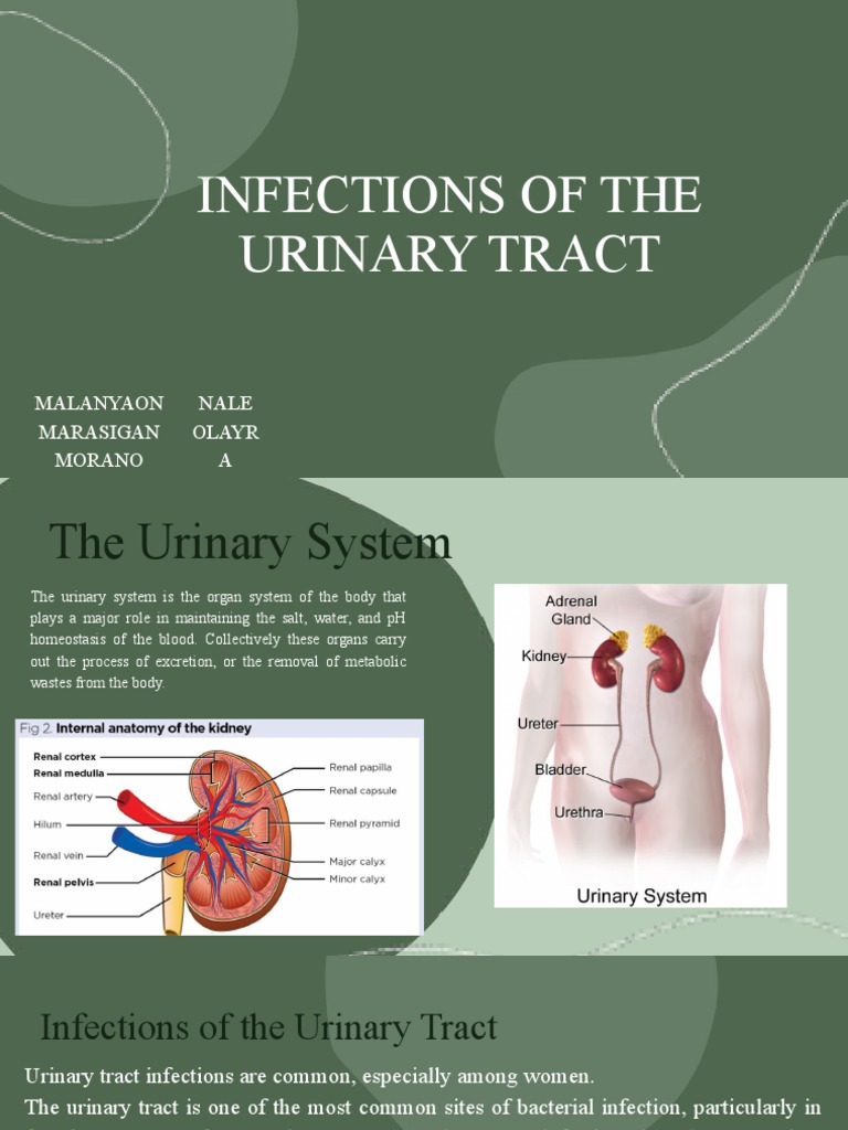 Infection of Urinary Tract | PDF