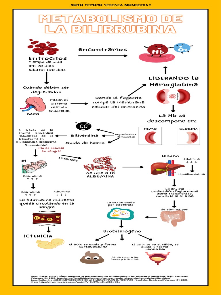 METABOLISMO DE LA BILIRRUBINA Infografía | PDF | Fisiología ... METABOLISMO DE LA BILIRRUBINA Infografía | PDF | Fisiología ...