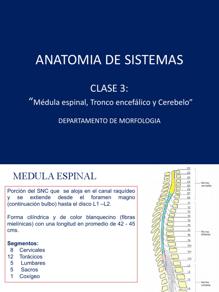 Médula, Tronco y Cerebelo: Anatomía | PDF