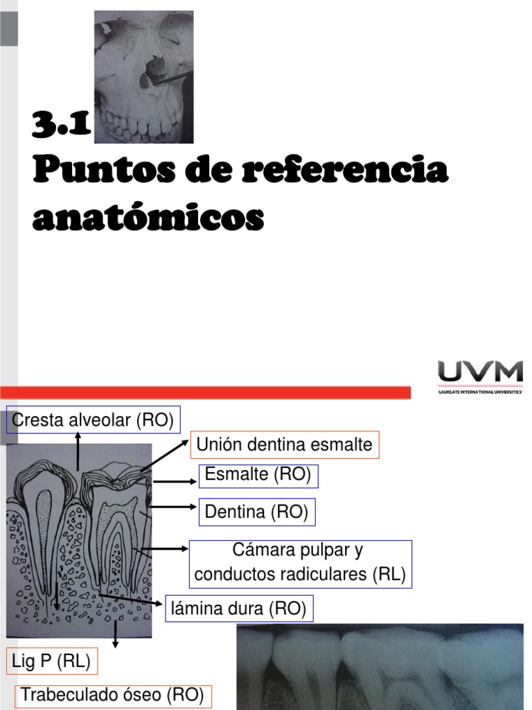 Guia para Estudiar Puntos Anatomicos de Radiologia | PDF | Ramas de ...