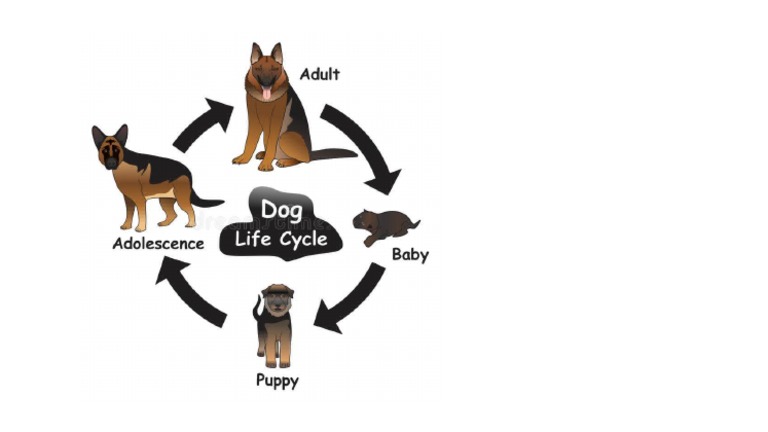 Dog Life Cycle | PDF