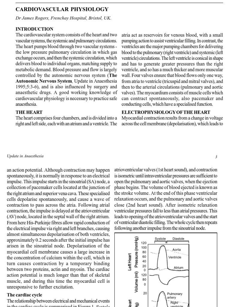 Uia 10 CARDIOVASCULAR PHYSIOLOGY | PDF | Heart | Atrium (Heart)
