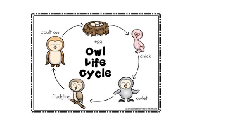Owl Life Cycle | PDF