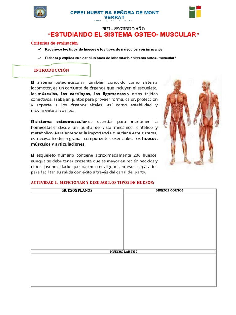 Anexo 1 Sistema Osteo-Muscular Segundo Ano | PDF | Hueso | Articulación