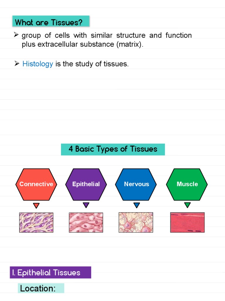 Lesson-5-Basic-Types-of-Tissues | PDF