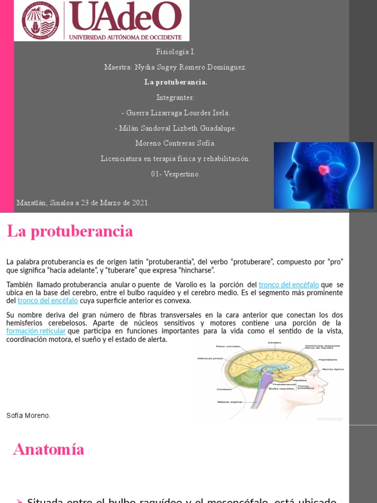 La Protuberancia. | PDF | Cerebro | Anatomía humana