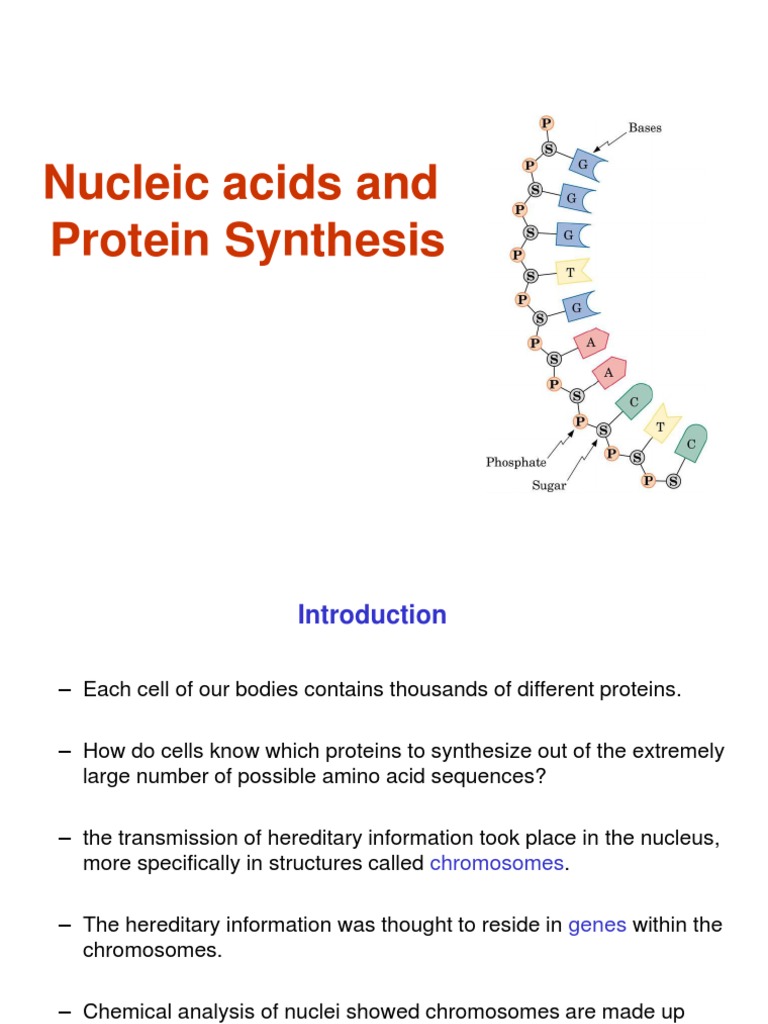 Biochemistry - Nucleic Acids and Protein Synthesis | PDF | Dna | Dna ...