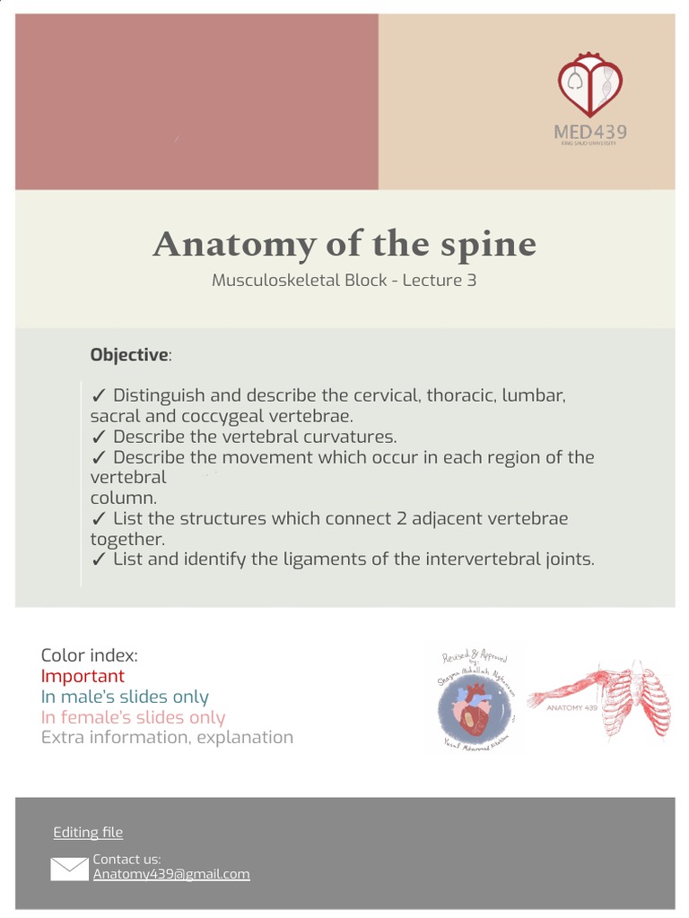 Anatomy of The Spine | PDF | Vertebral Column | Vertebra