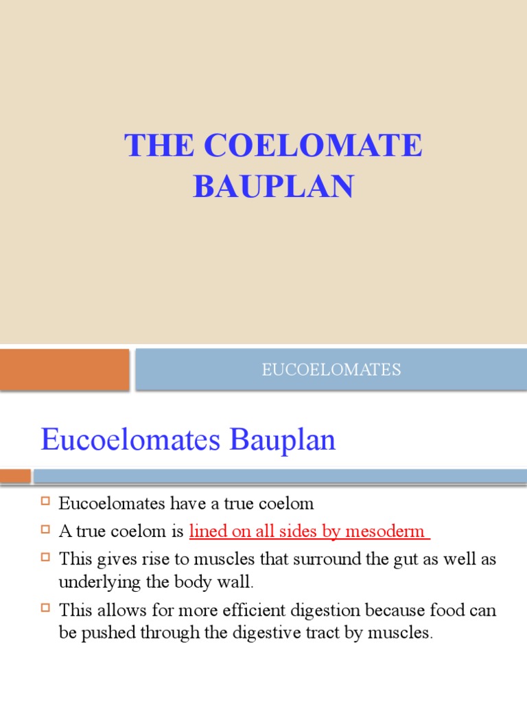 Lecture 10-Coelomate Bauplan | PDF | Mollusca | Bivalvia