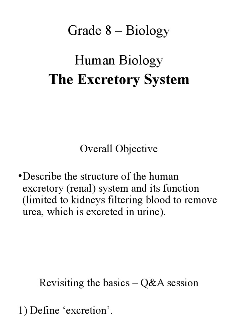Overview of the Human Excretory System | PDF | Kidney | Excretion