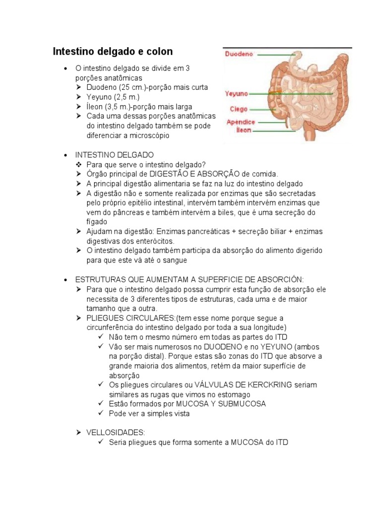 5-Intestino Delgado e Colon | PDF
