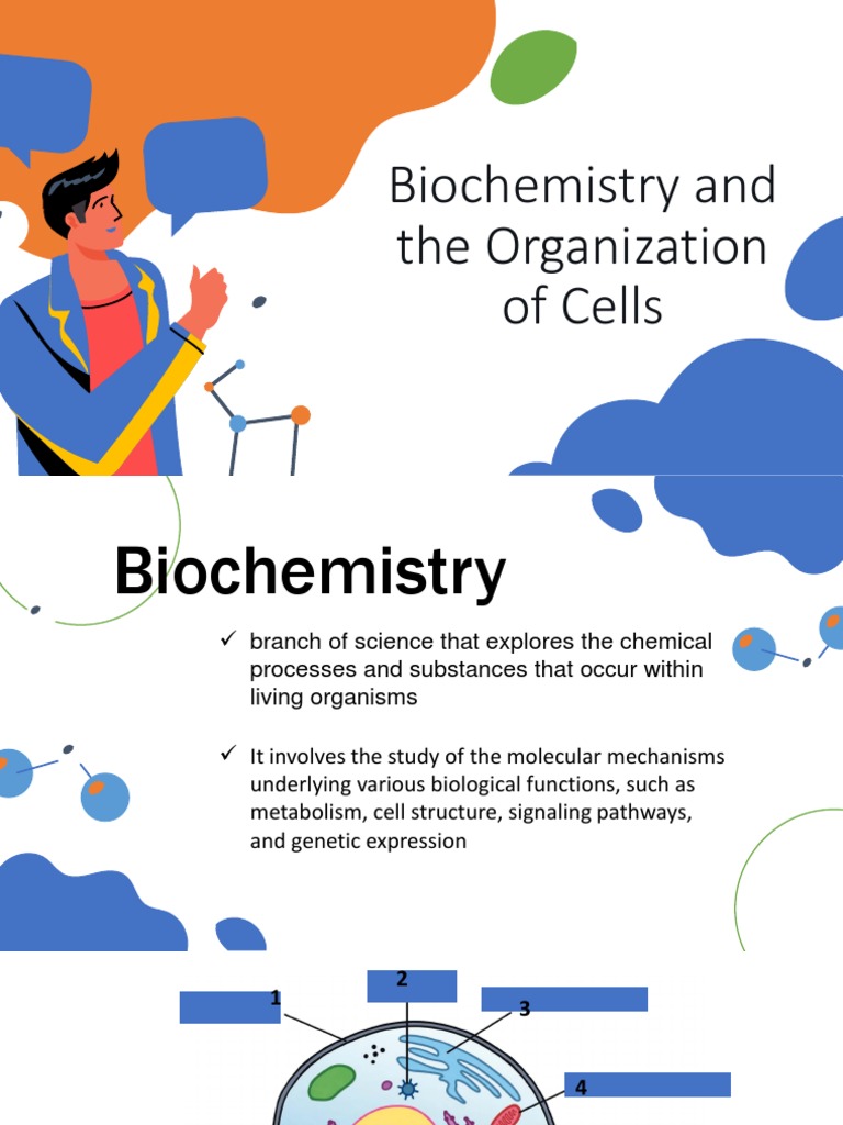 Biochemistry Cell Acid Base Balance Student | PDF