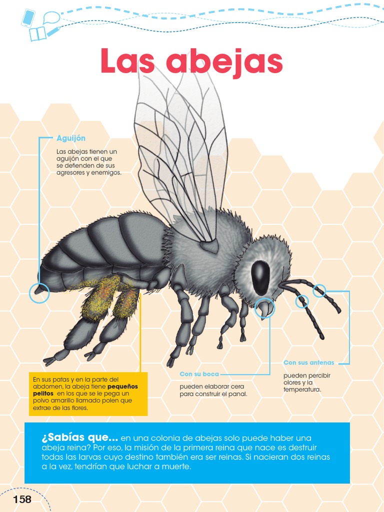 Las Abejas | PDF