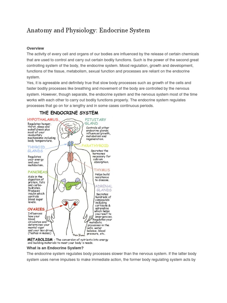 Endocrine System: Anatomy and Functions | PDF | Adrenal Gland | Hormone