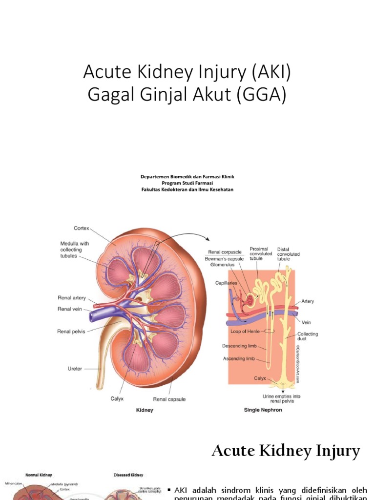 Aki CKD | PDF