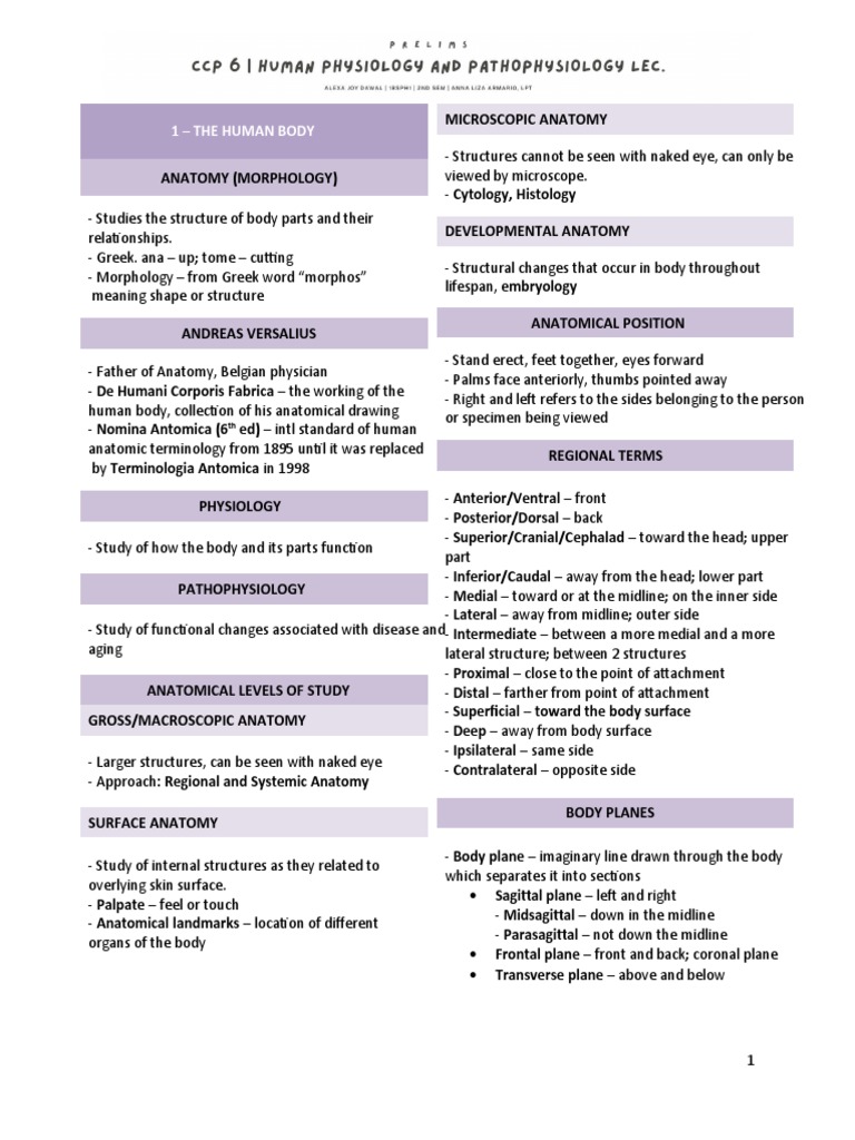 Proximal: Anatomical Terminology Explained | PDF | Wellness