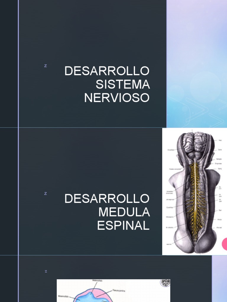 Desarrollo Sistema Nervioso | PDF