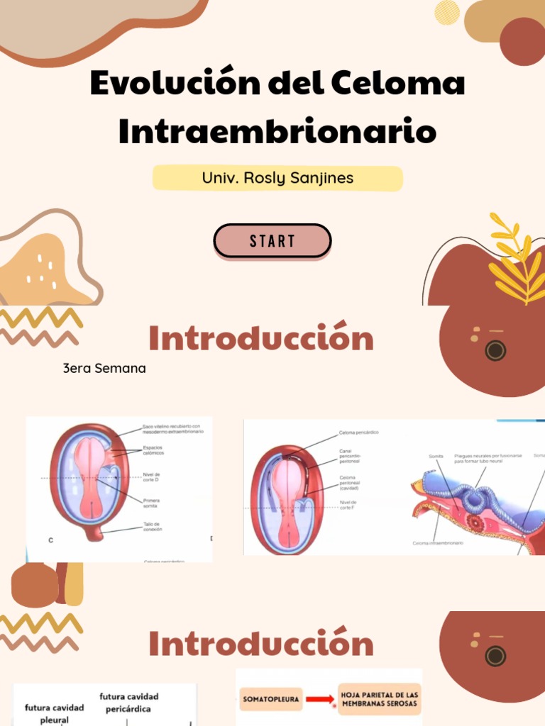 Celoma Intraembrionario - ROSLY SANJINES | PDF