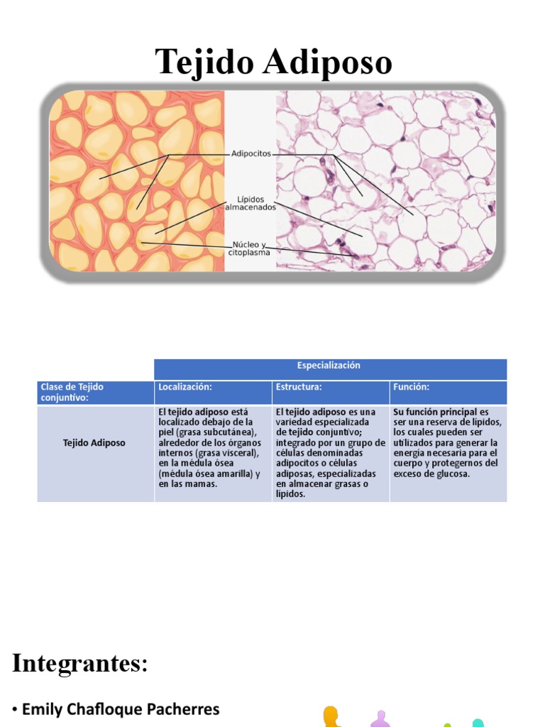 Tejido Adiposo | PDF