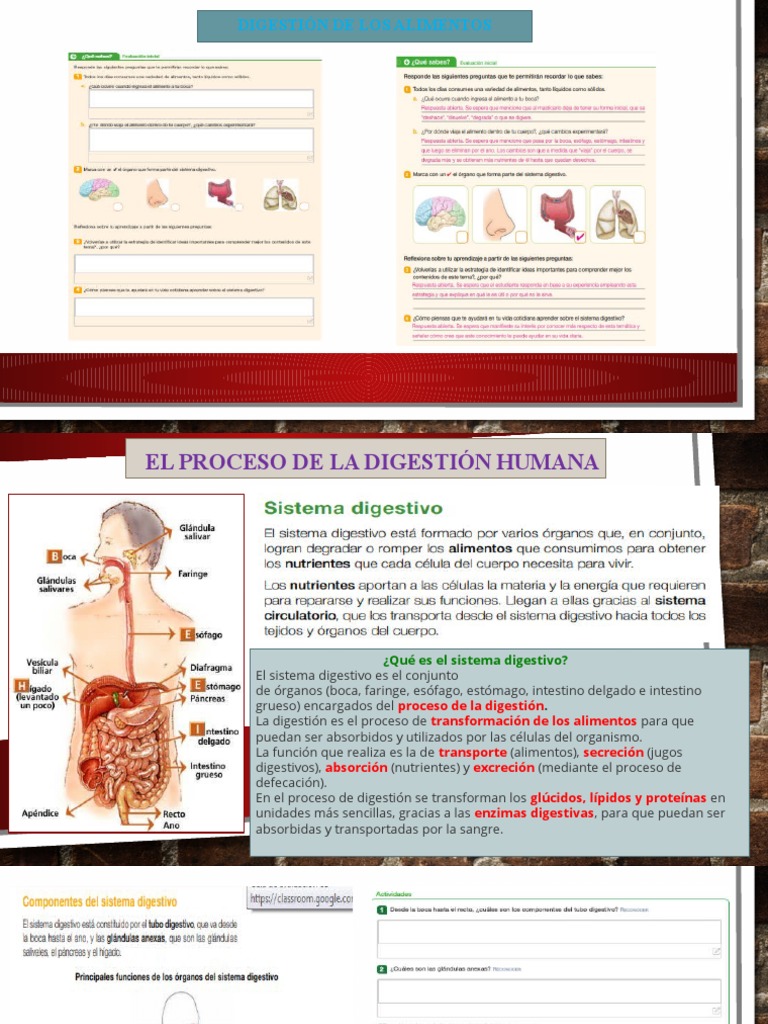 El Proceso de La Digestion Humana 5 | PDF