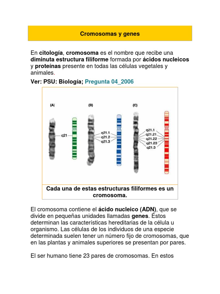 Cromosomas y Genes | PDF | Cromosoma | Hemofilia