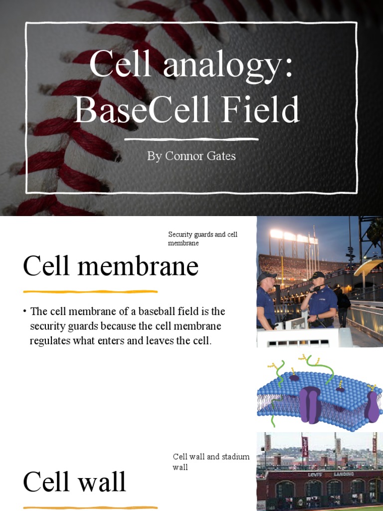 Baseball Field Cell Analogy Explained | PDF