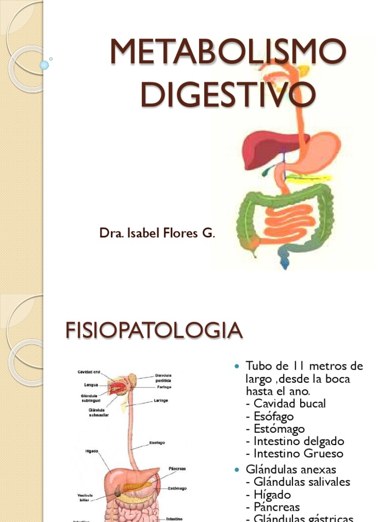 Metabolismo Digestivo | PDF | Digestión | Hepatitis