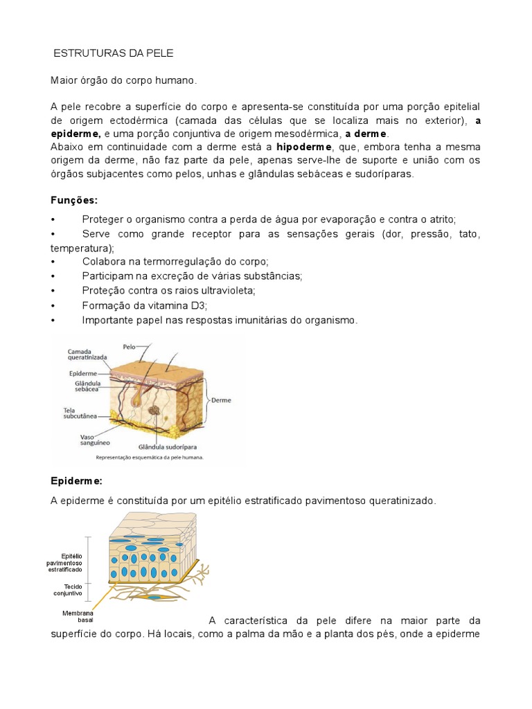 Estruturas Da Pele | PDF | Pele | Tecido conjuntivo