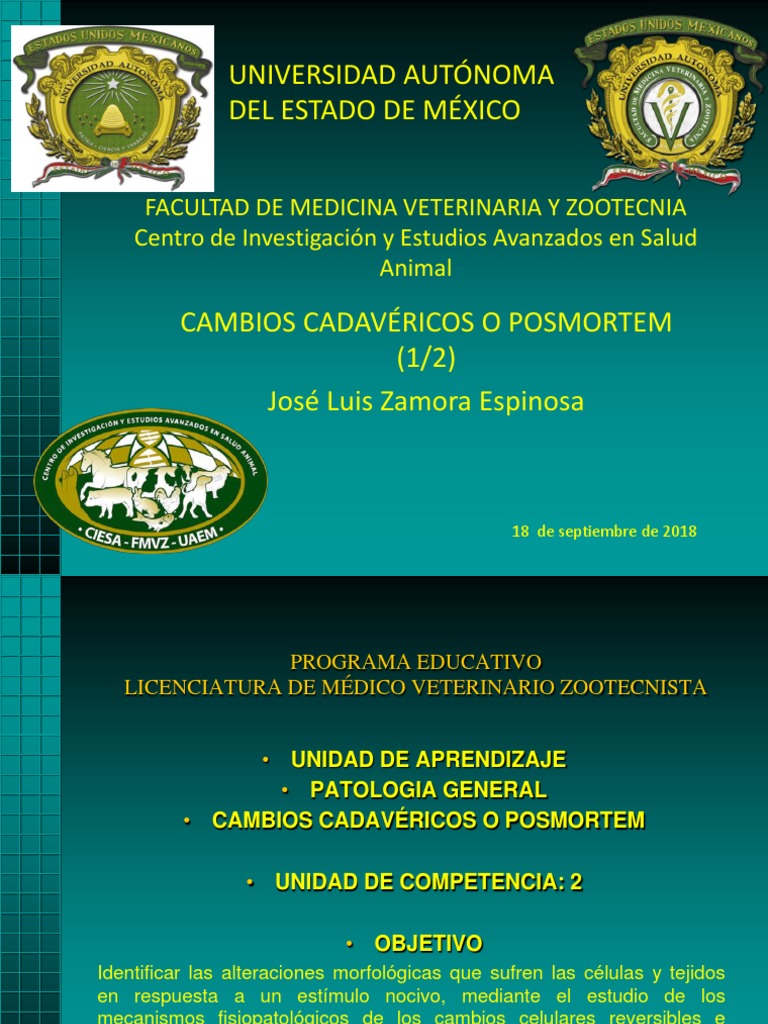 Cambios POSTMORTEM | PDF | Descomposición | Muerte