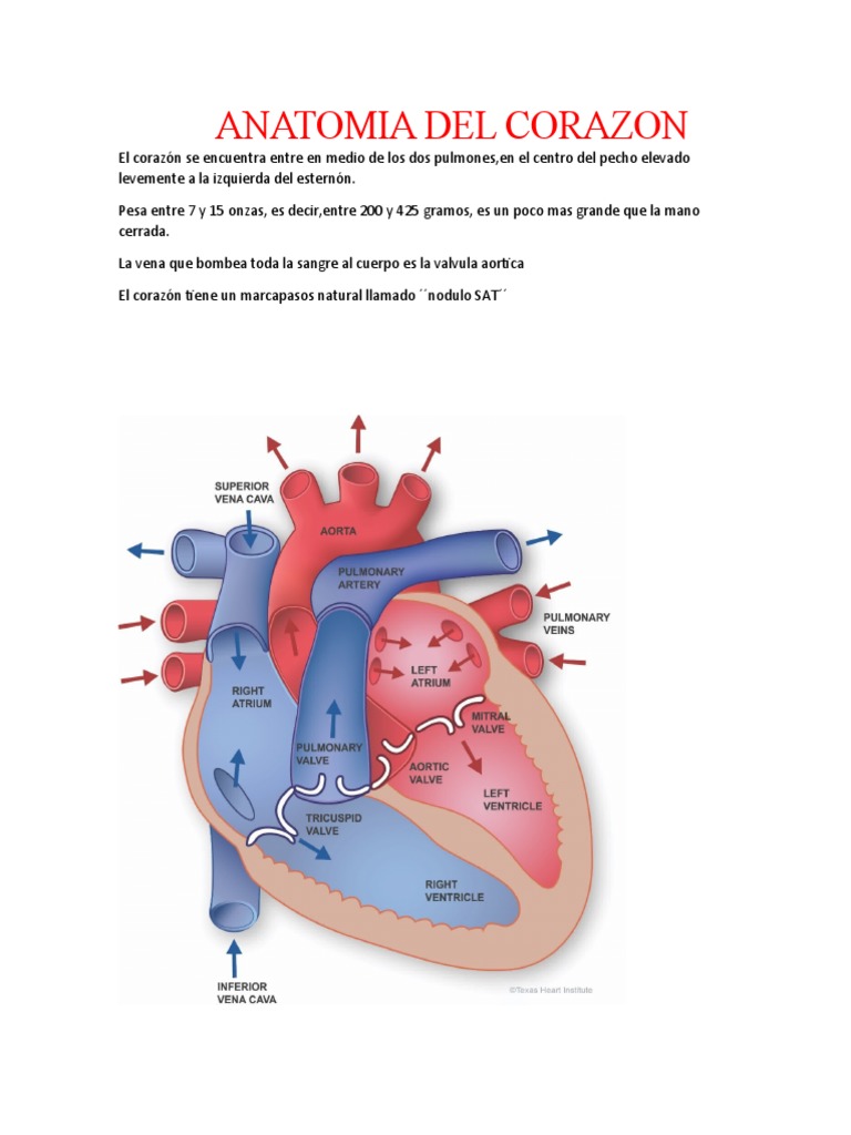 Anatomía del Corazón Humano | PDF | Cocina, comidas y vino | Poesía