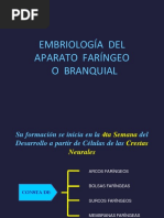 Arcos Branquiales en Embriología Humana | PDF | Anatomía humana ...