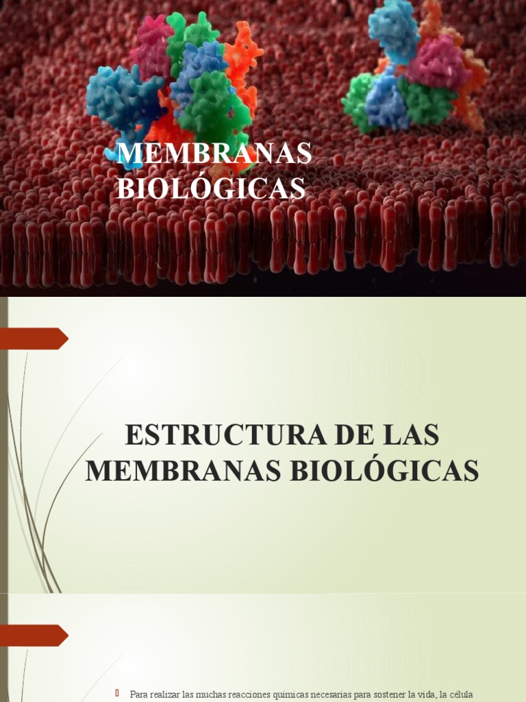 Membranas Biológicas | Descargar gratis PDF | Membrana biológica | Bicapa lipídica