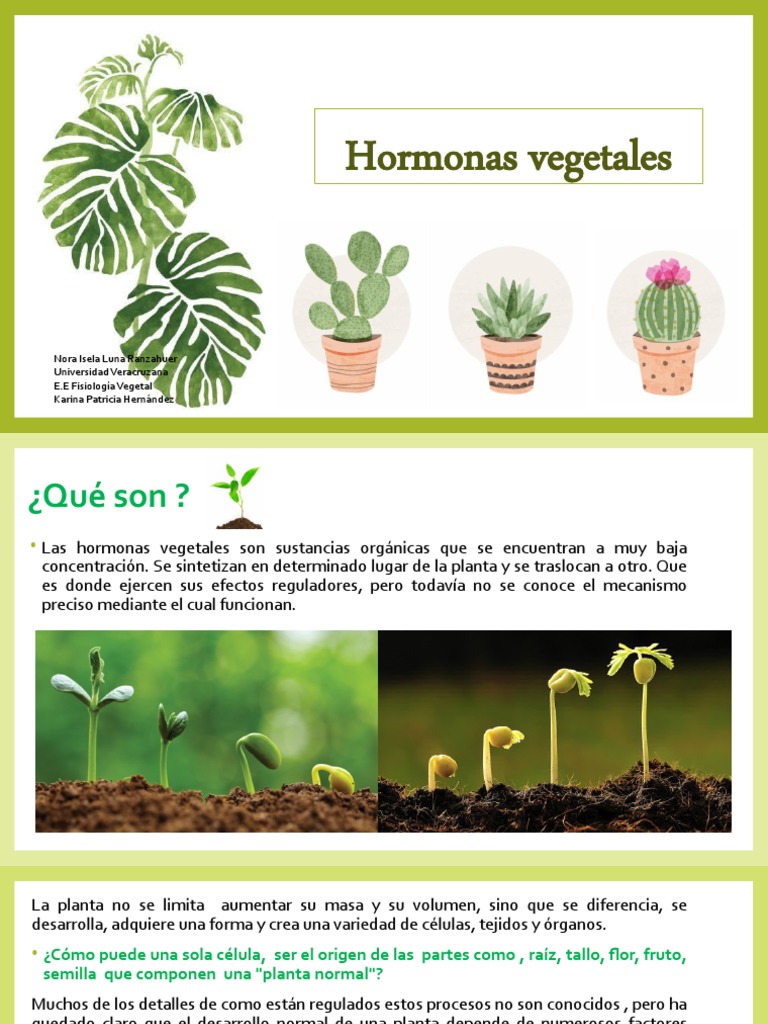 Hormonas Vegetales FV | PDF | Hormona Vegetal | Plantas