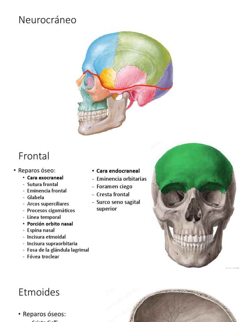 Neurocraneo | PDF | Sistema musculoesquelético | Anatomía