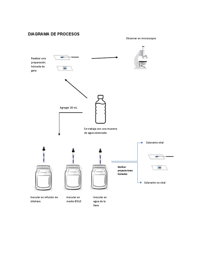 INFORME 5. Micro | PDF | Protozoos | Microorganismo