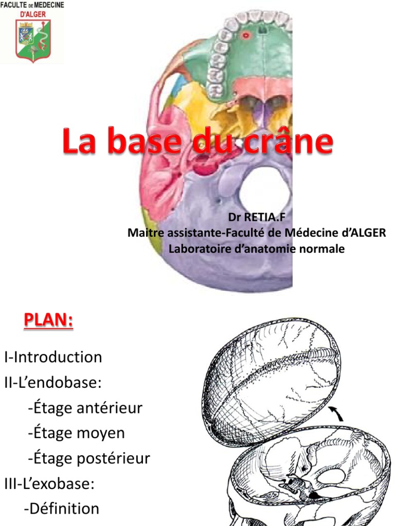 Anatomie de la Base du Crâne | PDF | Tête et cou chez l'humain ...