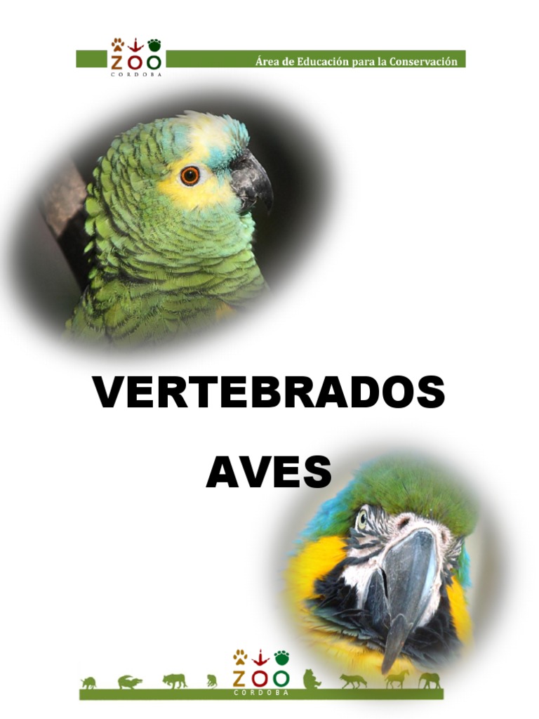 10-Vertebrados Aves | PDF