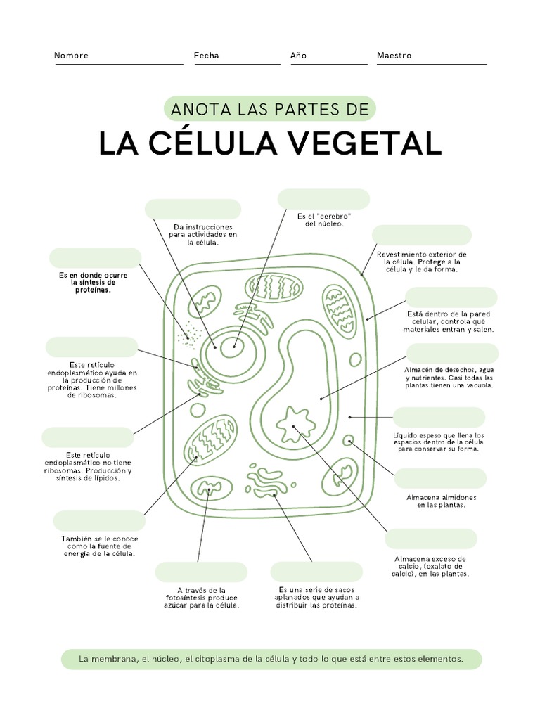 Verde y Negro Gráfico Plano Célula Vegetal Biología Hoja de Trabajo ...