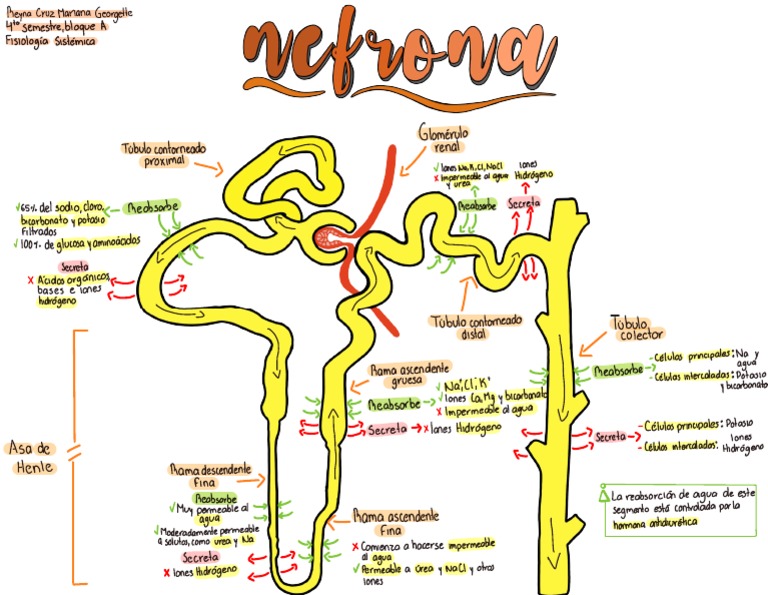 Reabsorcion y Secreción (Partes de La Nefrona) | PDF