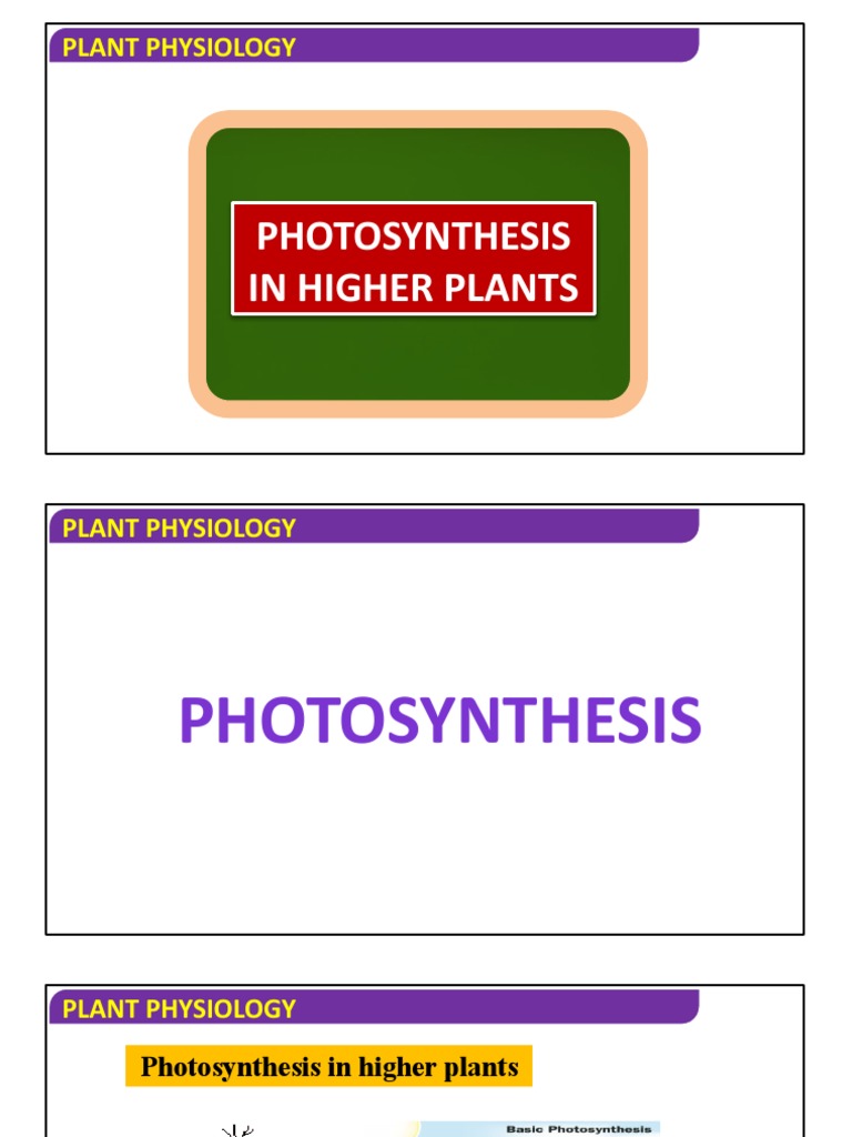 Photosynthesis in Higher Plants Explained | PDF | Science & Mathematics